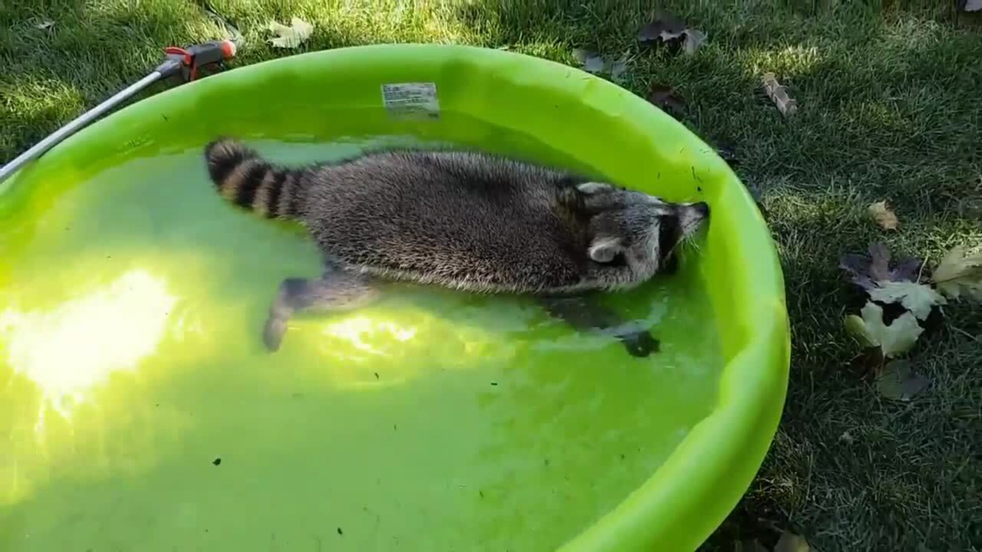 Raccoon Enjoys Swimming Around In Kiddie Pool | Jukin Licensing