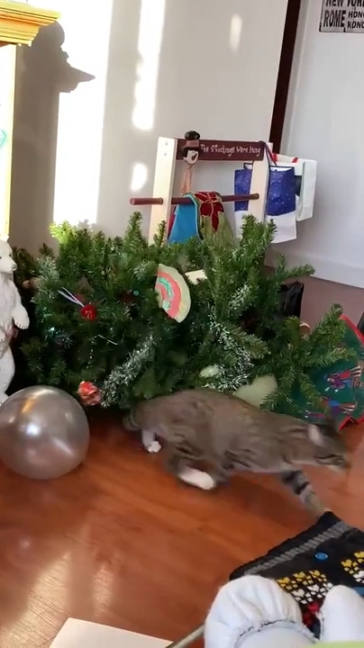 Cat Destroys Christmas Tree and Knocks it Down | Jukin Licensing