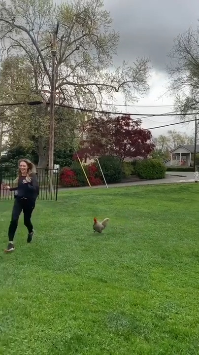 Rooster Chases Woman Around Park After She Attempts to Hold It | Jukin ...