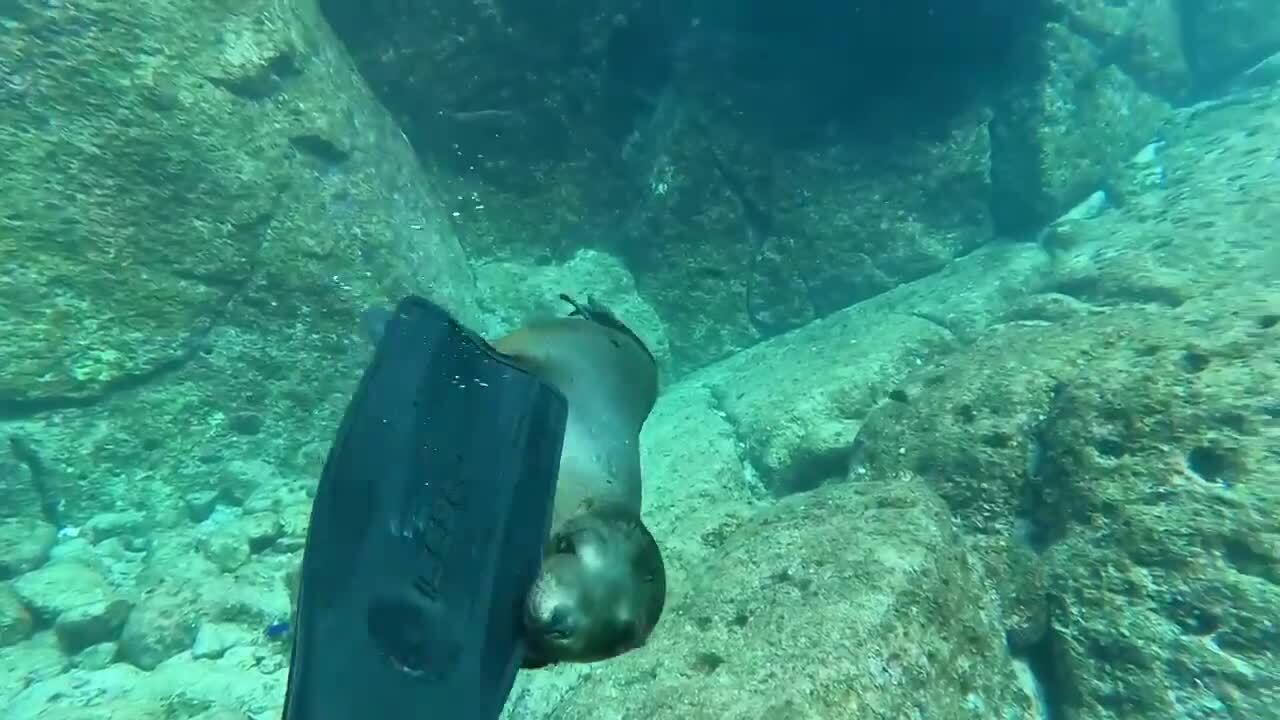 Baby Sea Lion Playfully Bites Scuba Diver's Fin | Jukin Licensing