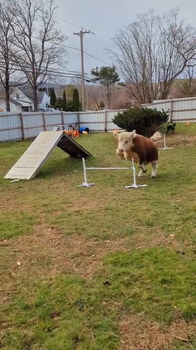Little Cow Fails Awkwardly at Jumping Over Barrier | Jukin Licensing