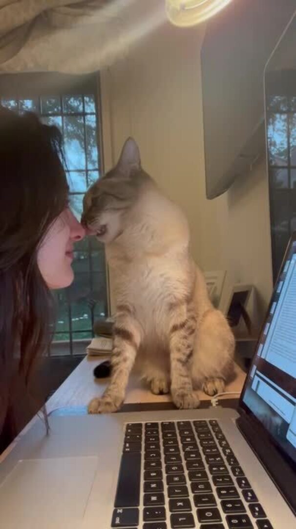 Cat Cuddles With His Owner | Jukin Licensing