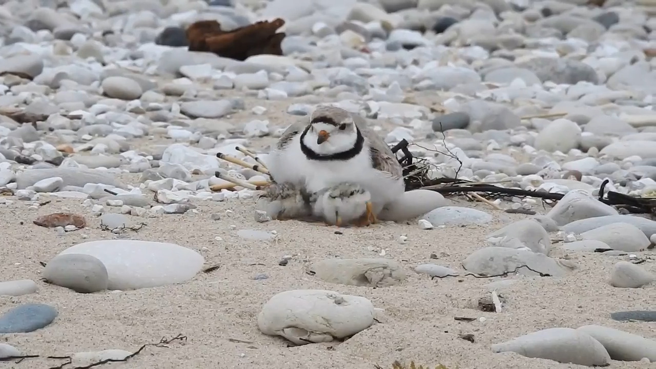Piping Plover Bird Puffs Up Feathers to Provide Warmth to Their Babies ...