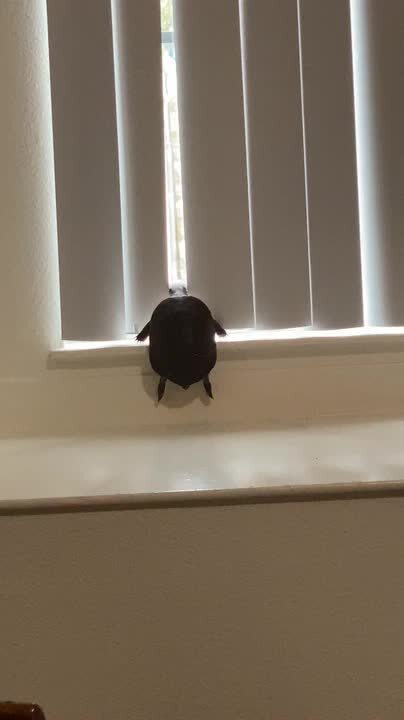 Turtle Climbs Up Window Sill to Look Outside | Jukin Licensing