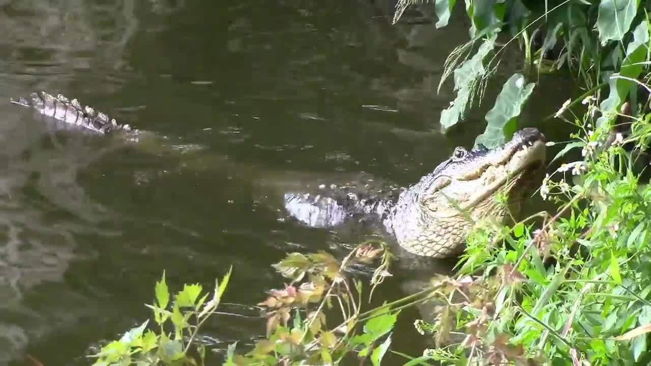 Person Witnesses Alligators Bellowing to Each Other | Jukin Licensing