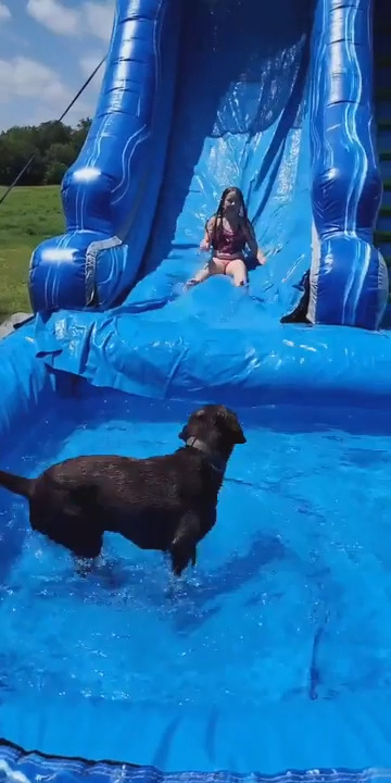 Labrador Loves to Slide Down Giant Waterslide | Jukin Licensing