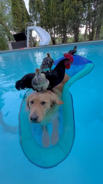 Golden Retriever Floats With Birds Inside Swimming Pool | Jukin Licensing