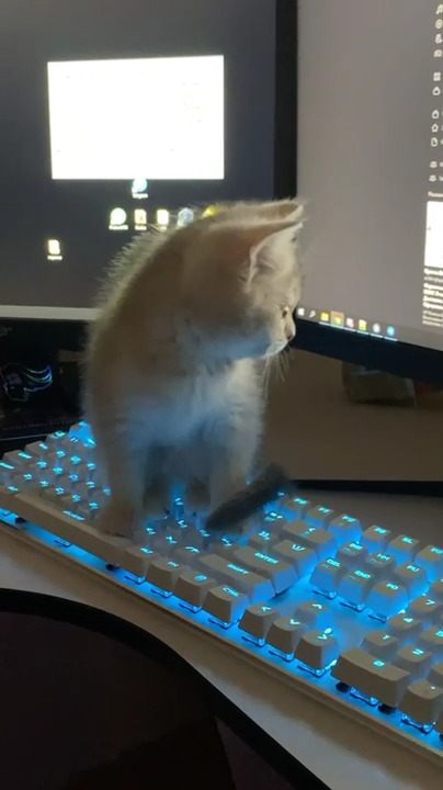 Adorable Kitten Types Text by Sitting on Keyboard and Watches it Appear ...