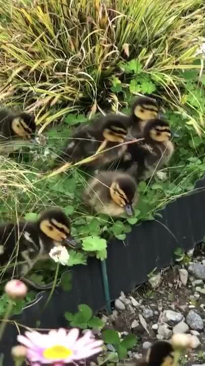 Man Rescues Ducklings From Drain | Jukin Licensing