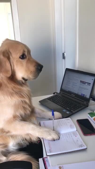 Dog Is Perplexed When He Sits On Work Desk | Jukin Licensing