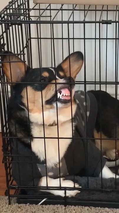 Corgi Rests Her Snout on Crate and Shows Her Teeth | Jukin Licensing