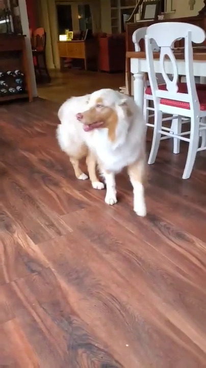 Dog Wiggles And Greets Owner | Jukin Licensing