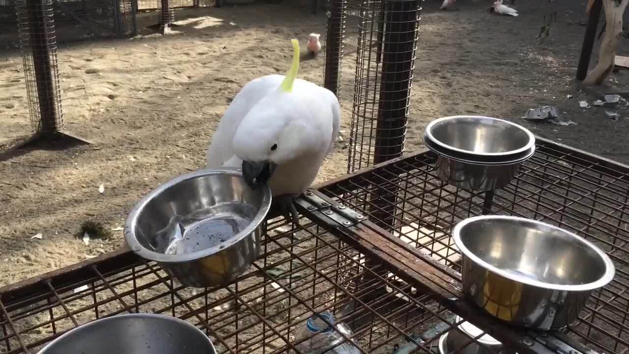 Cockatoo Plays With Water Bowls | Jukin Licensing