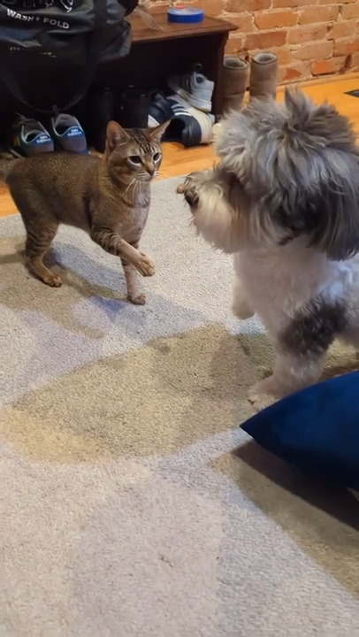 Fellow Pet Dog and Cat Fight Playfully | Jukin Licensing