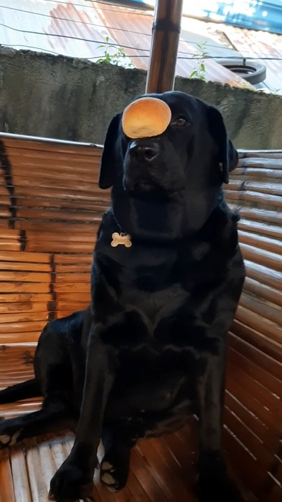Labrador Patiently Balances Bread on Nose | Jukin Licensing
