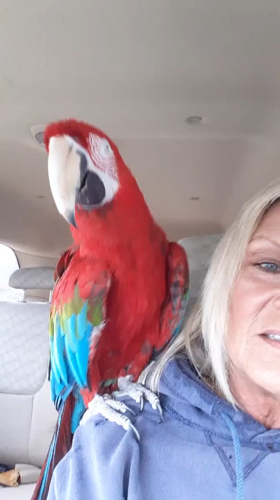 Macaw Dances On Person's Shoulder | Jukin Licensing