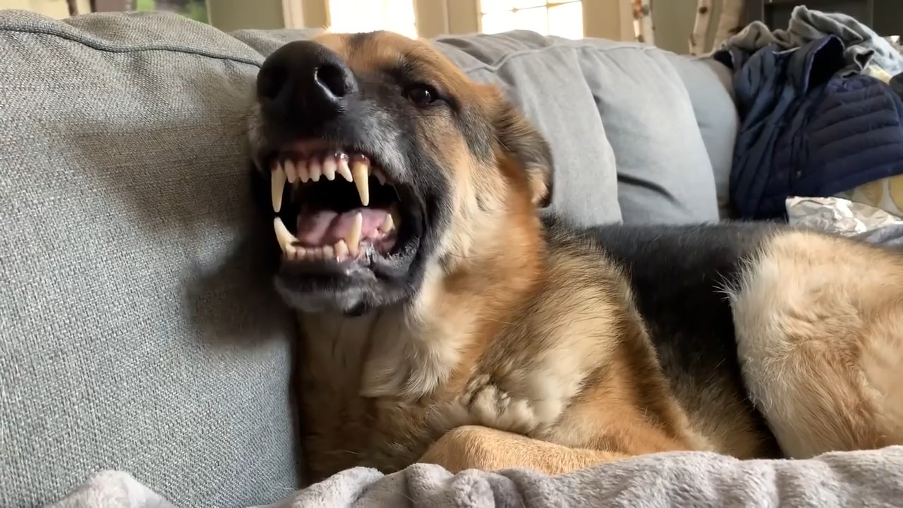 Cat Sits Amidst Two Grumpy German Shepherds While They Growl at Each ...