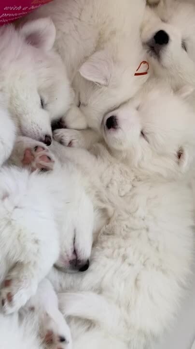 Samoyed Puppies Snuggle Together While They Sleep | Jukin Licensing