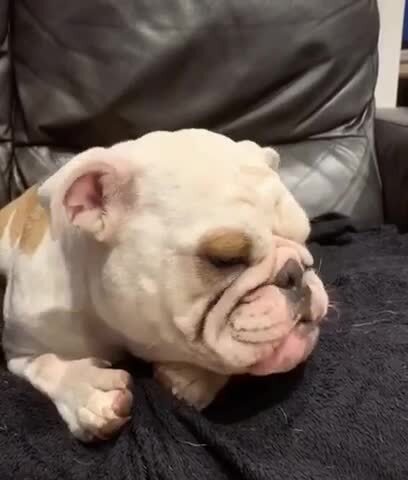 Bulldog Makes Hilarious Face While Chewing on Toy | Jukin Licensing