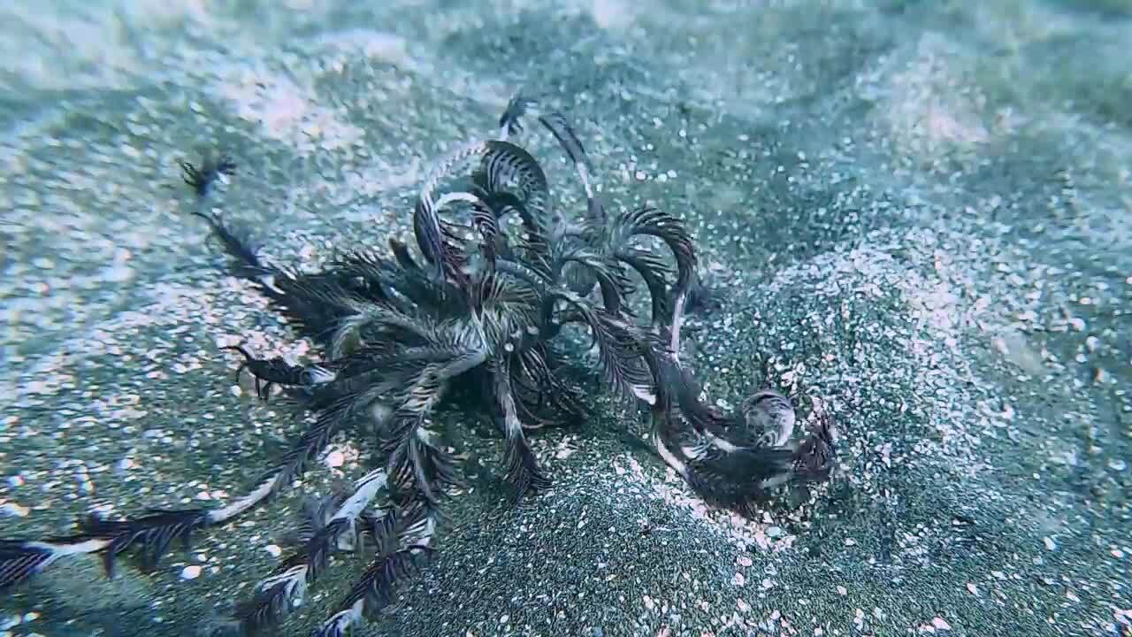 Strange Sea Creature Scuttles on Sea Floor | Jukin Licensing