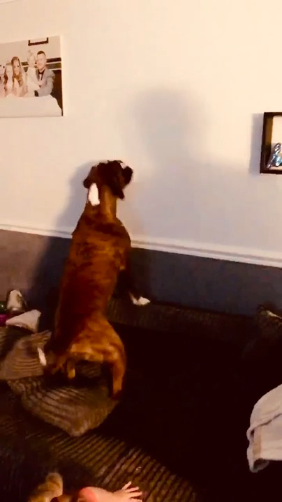 Boxer Dog Tries to Catch Shadows on the Wall | Jukin Licensing