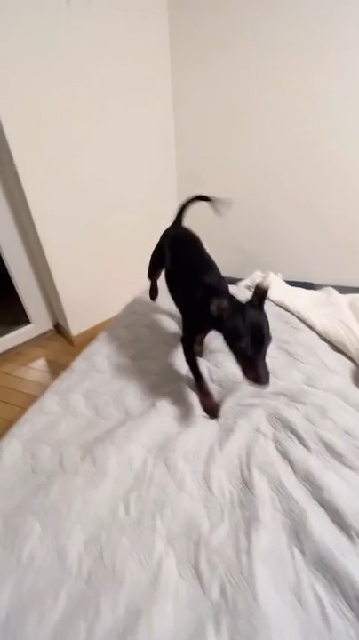 Dog Gets Trapped Under Bedsheet and Falls Off Bed Eventually | Jukin ...