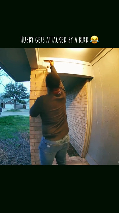 Man Gets Attacked by Bird While Taking Photos of Its Nest | Jukin Licensing