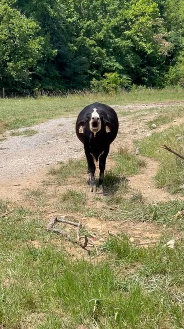Cow Makes Angry Moo at Farmer | Jukin Licensing