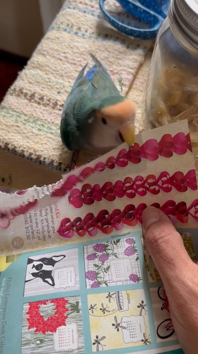 Lovebird Speedily Bites Through Magazine and Creates Paper Tail | Jukin ...