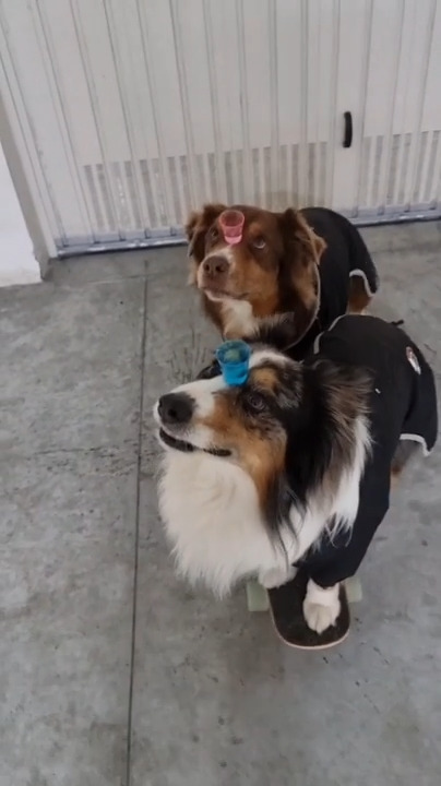 Dogs Ride Skateboard Together While Balancing Cup on Forehead | Jukin ...