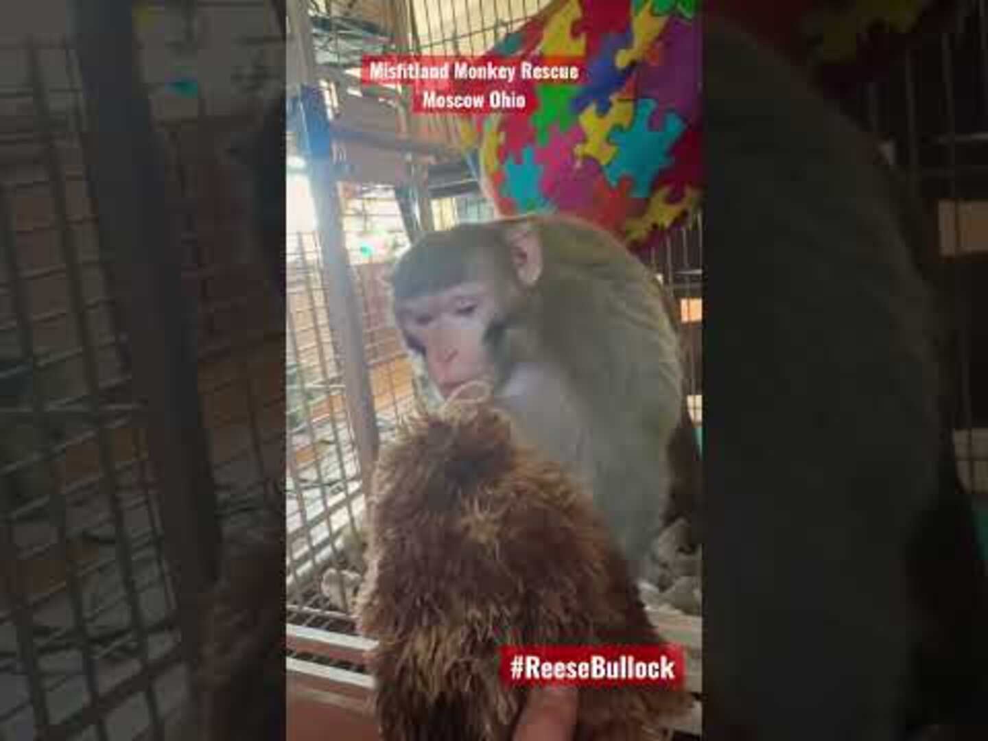 Monkey Gets Startled by Squeaky Toy and Then Slaps it Hard | Jukin ...