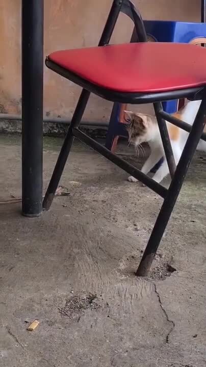 Cat Chases Chicken With String Attached to Its Feet | Jukin Licensing