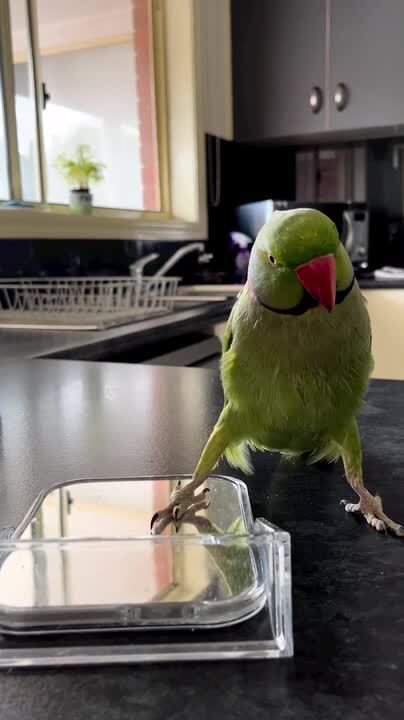 Parrot Plays Peek-A-Boo While Looking Into Mirror | Jukin Licensing