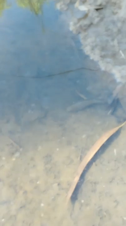 Person Rescues Fish Stuck in Puddle | Jukin Licensing