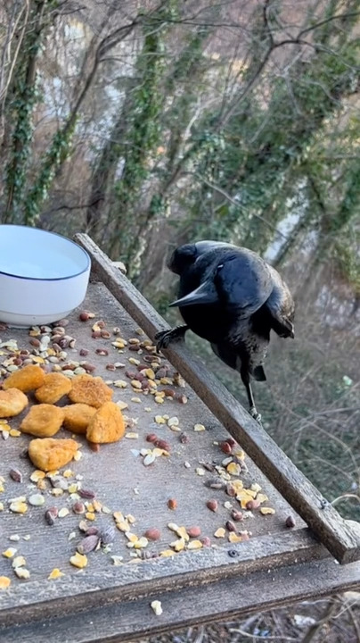 Crow Sweeps in to Feed on Chicken Nuggets at Bird Feeder | Jukin Licensing