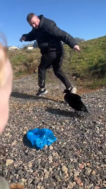 Angry Duck Aggressively Chases Guy For Putting His Hand in Water ...