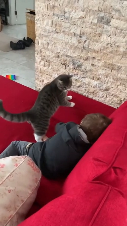 Kid Gets Attacked by Cat When They Try to Play With Them | Jukin Licensing