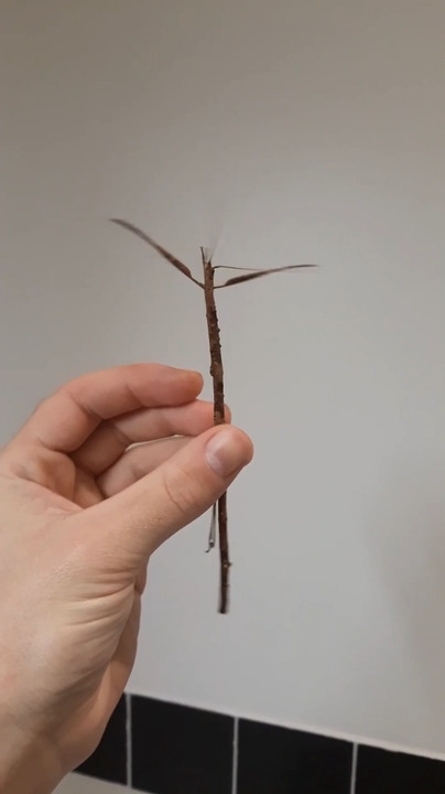 Person Holds Large Female Stick Insect | Jukin Licensing