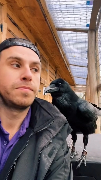Raven Hilariously Interacts With Handler | Jukin Licensing