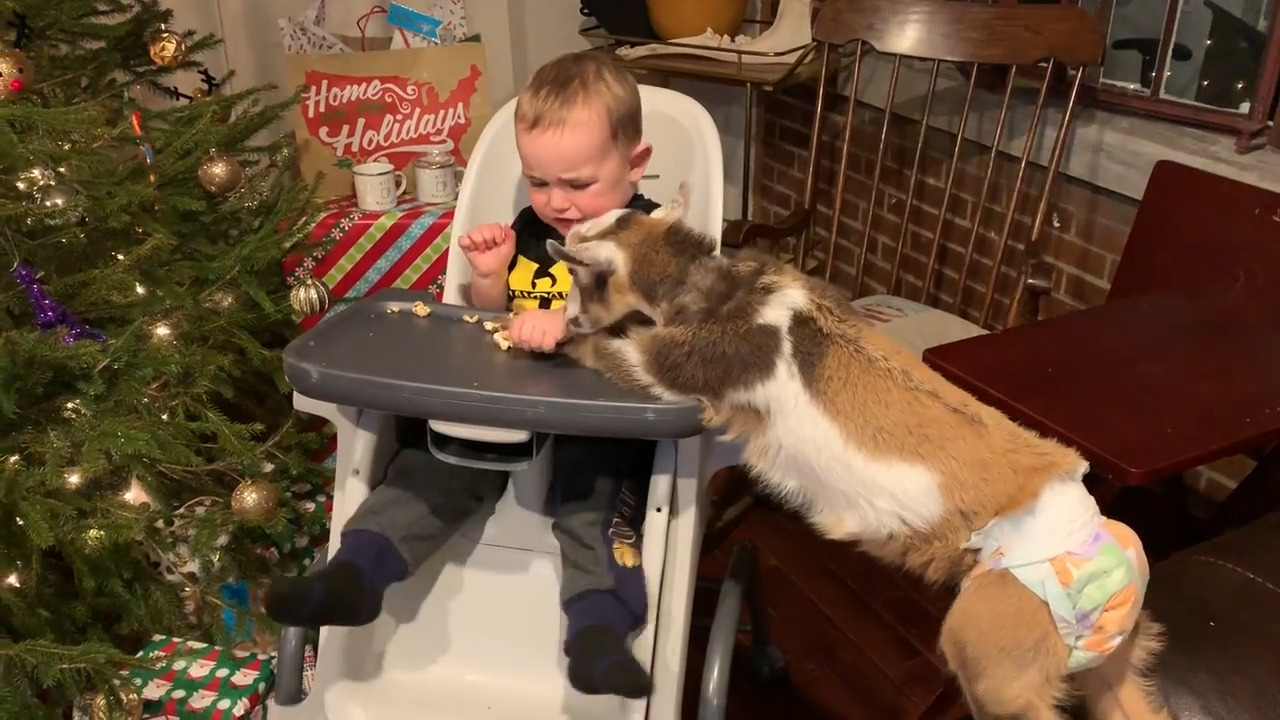 Baby Goat Jumps on Table to Eat Baby Boy?s Popcorn | Jukin Licensing
