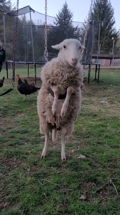 Sheep Struggles After Getting Stuck on Swing | Jukin Licensing