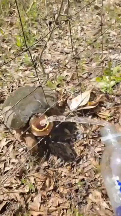 Turtle Unexpectedly Attempts to Attack Person as She Gives Them Water ...