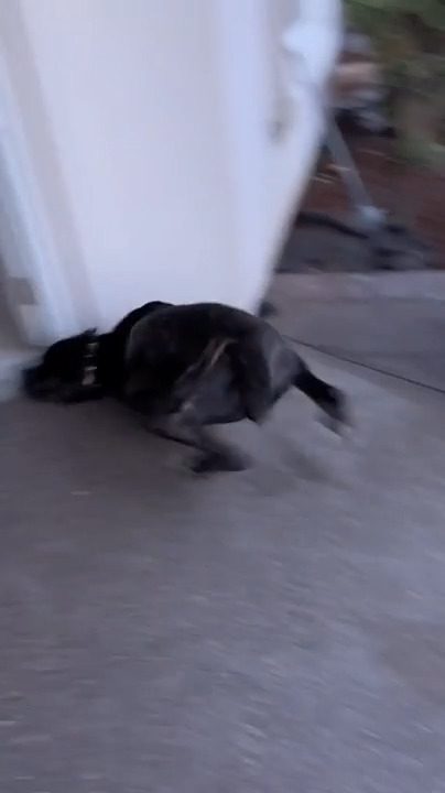 Dog Catches Zoomies and Runs Head-First Into Door Frame | Jukin Licensing