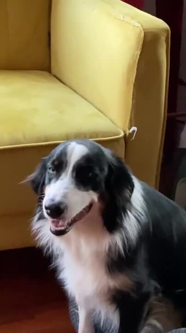 Dog Can't Contain His Happiness After Getting Praised | Jukin Licensing