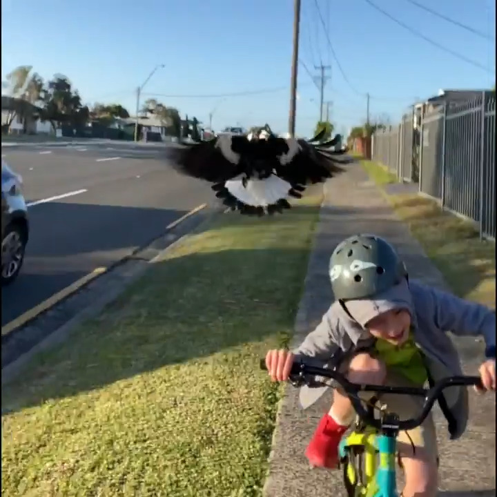 Weird Magpie Bird Attempts to Attack Little Boy Whenever He Rides ...