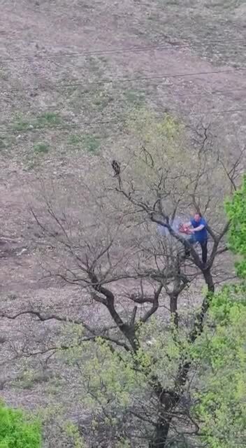 Rescuer Cuts Top Branch of Tree to Save Cat Perched on it | Jukin Licensing
