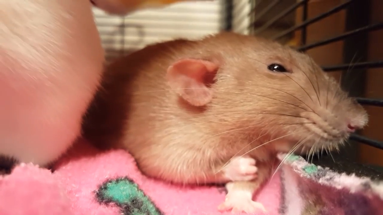 Angry Rat Clenches Fist After Their Fellow Rat jumps Over Them | Jukin Licensing