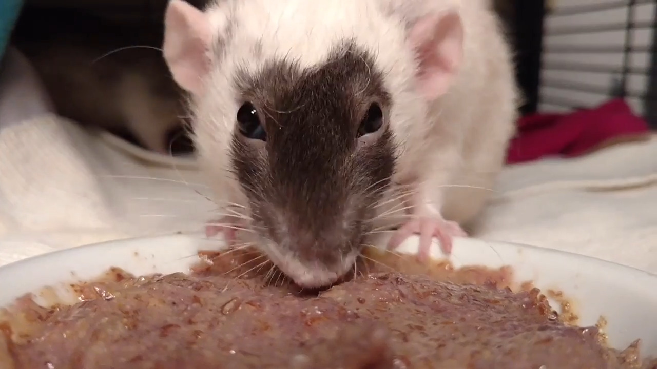 Rats Eating From Their Bowl of Food Enjoy Breakfast With Each Other ...