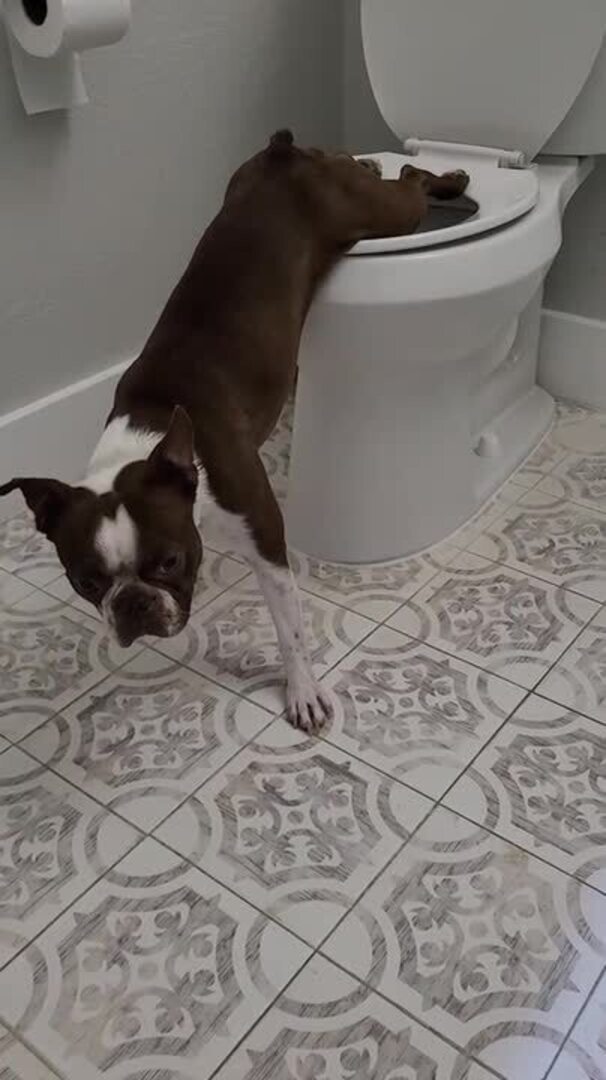 Dog Relieving Himself on Toilet | Jukin Licensing