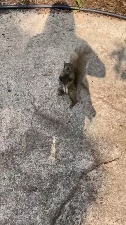 Woman Attempting Squirrel Wave Gets a Jump Scare From Squirrel | Jukin ...